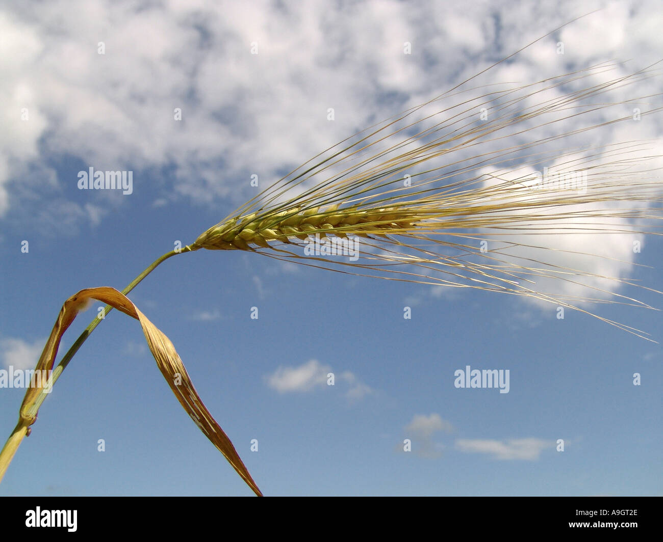 common barley, six-rowed barley (Hordeum vulgare), single ear against ...