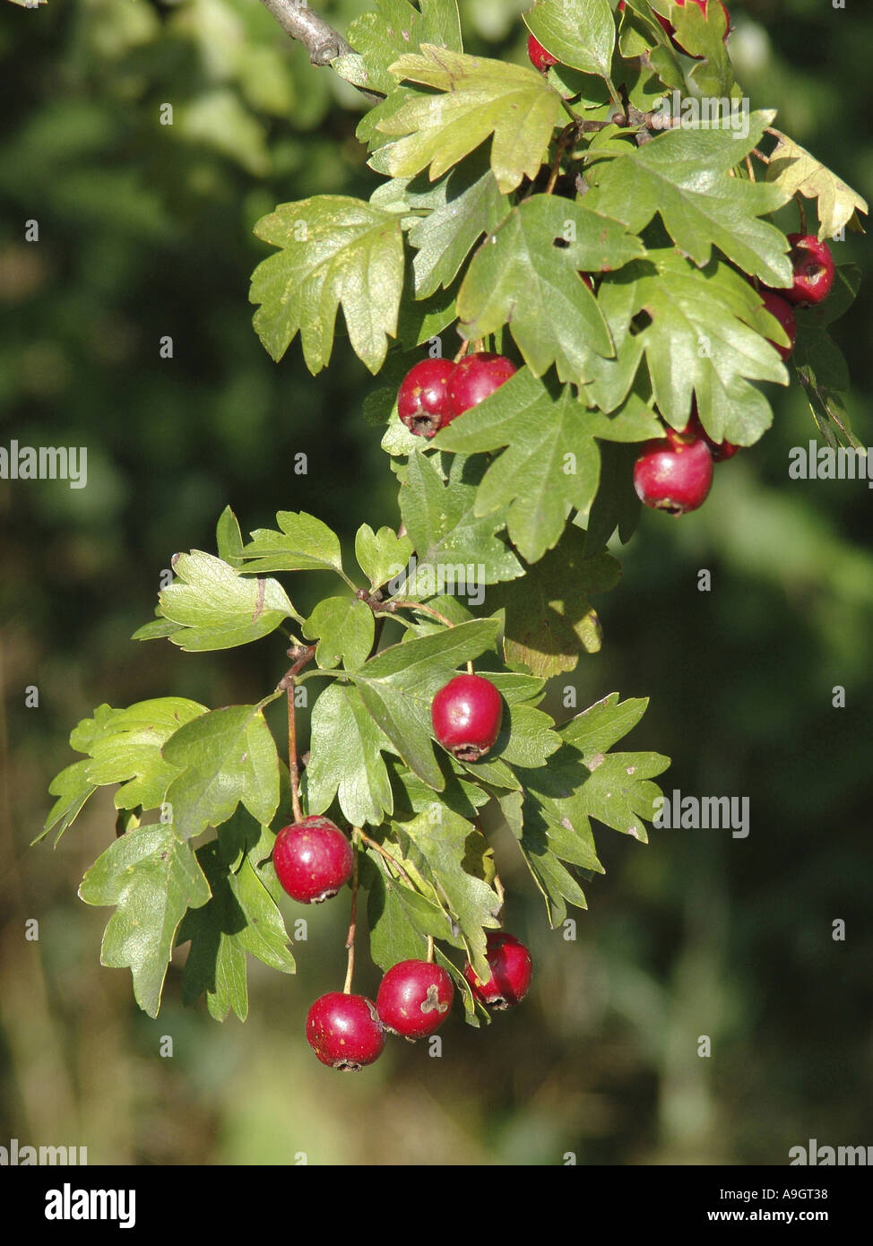 Native english rose hi-res stock photography and images - Alamy