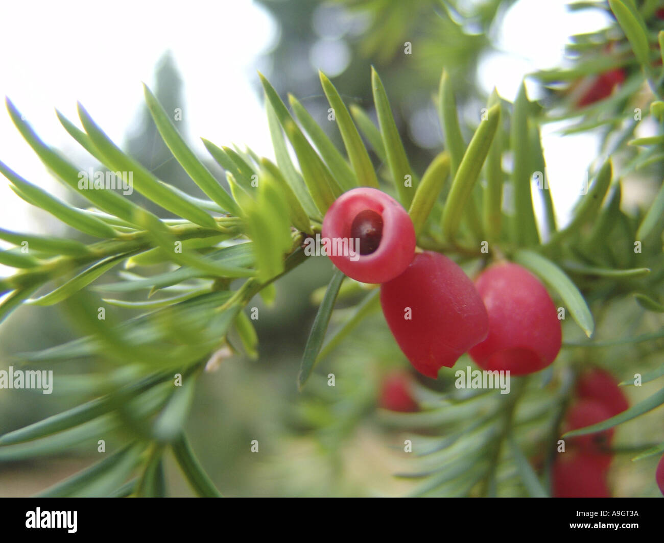 common yew (Taxus baccata), twig with ripe seeds and red aril, Germany ...