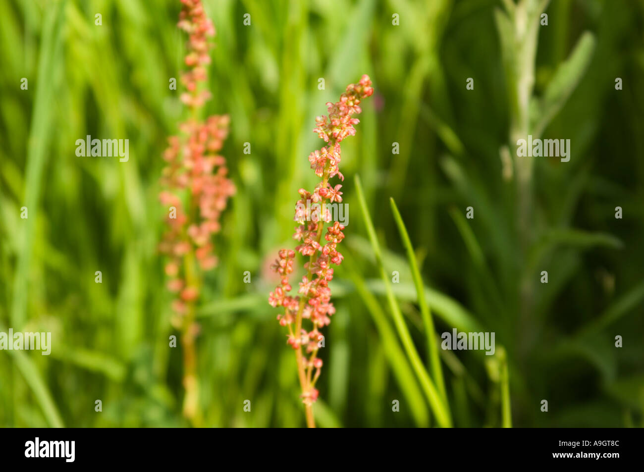 common sorrel rumex acetosa Stock Photo - Alamy