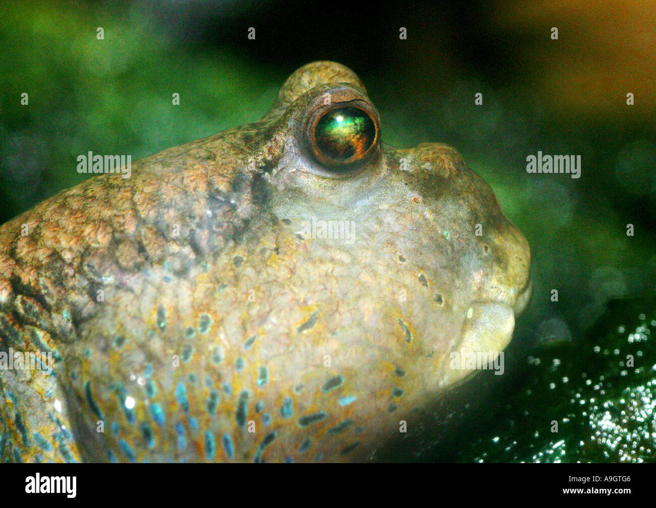 mudskippers, mudhoppers, climbing-fish (Periophthalmus spec.), habitant ...