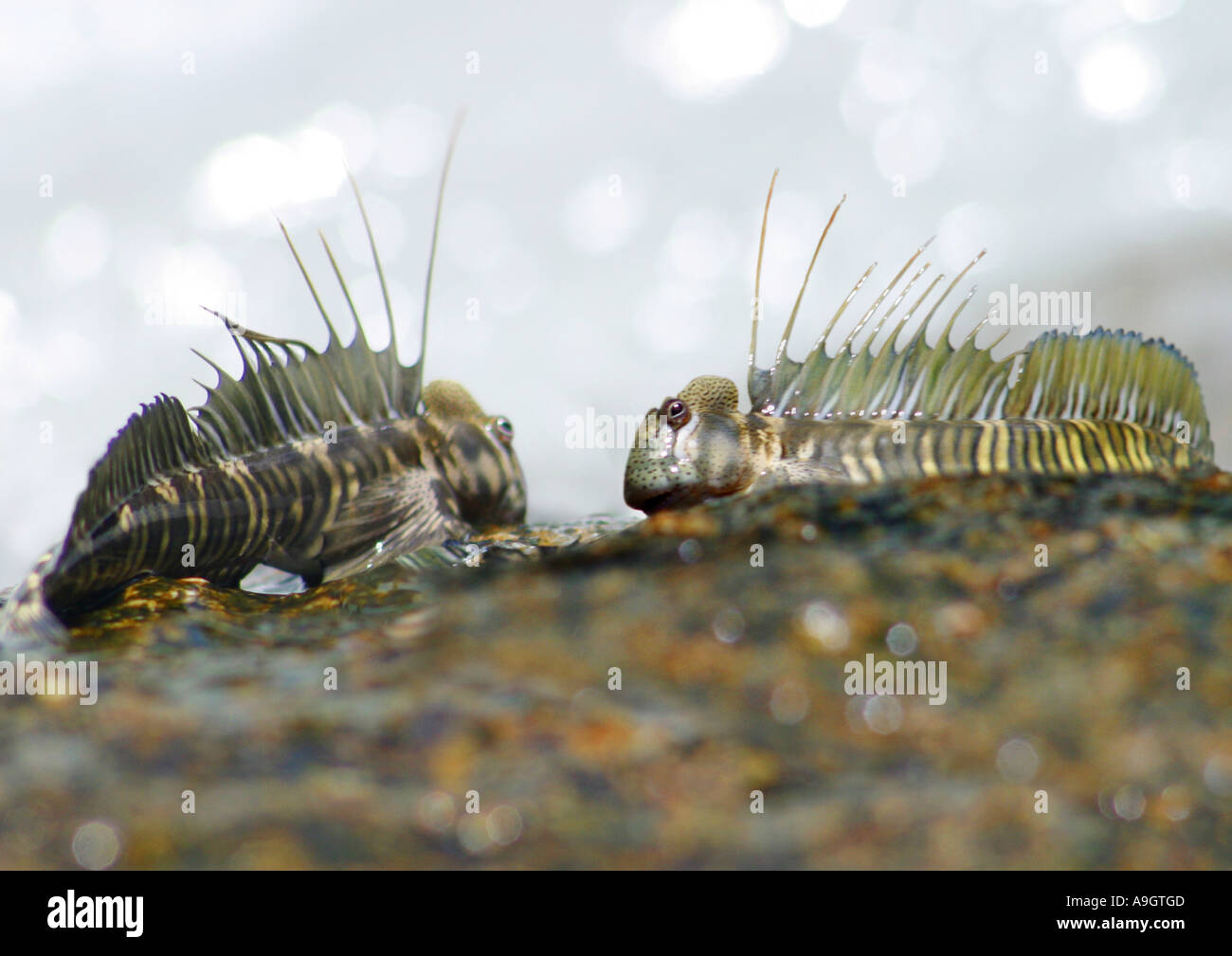 mudskippers, mudhoppers, climbing-fish (Periophthalmus spec.), habitant ...