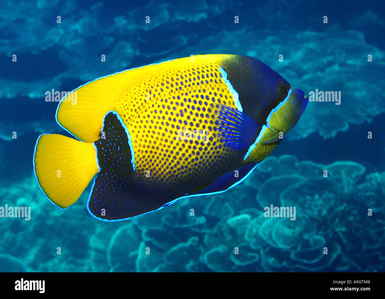 Navarchus angelfish hi-res stock photography and images - Alamy