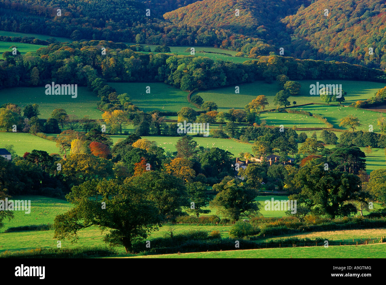 autumnal colours in the rolling English countryside nr Selworthy Exmoor ...