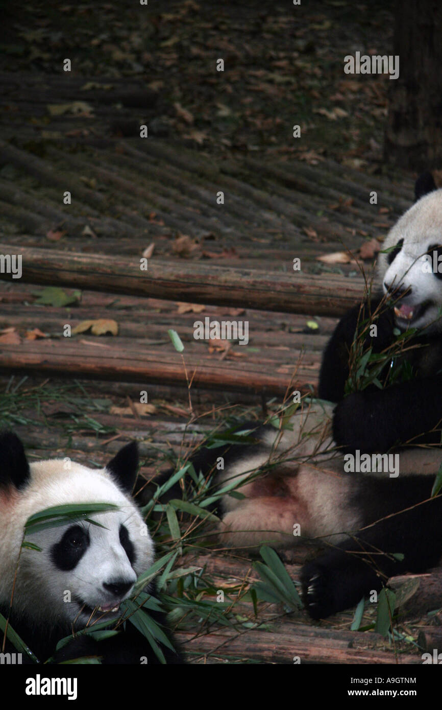 Panda at Chengdu Panda Reserve Stock Photo - Alamy