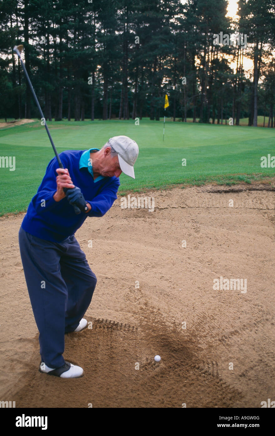 golfer playing a sand shot in a bunker model released Surrey England UK ...