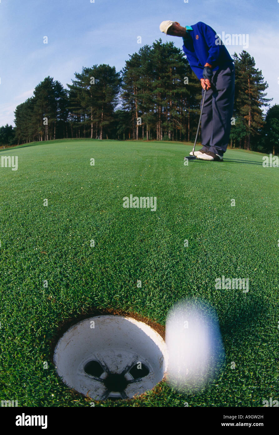golfer putting Surrey England UK model released Stock Photo - Alamy