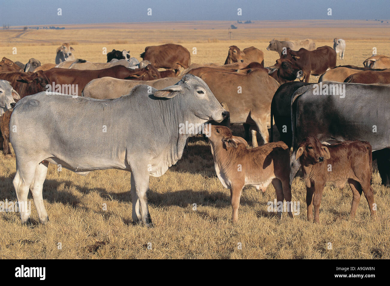 Herd of Bhraman cattle South Africa One calf is licking the dewlap of ...