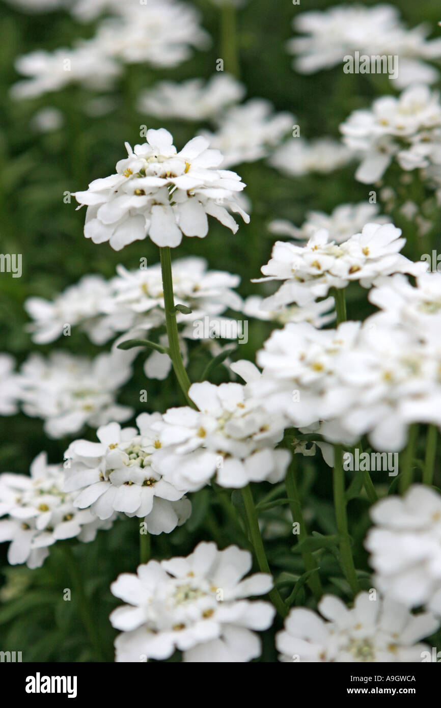 Iberis sempervirens perennial candytuft Stock Photo - Alamy