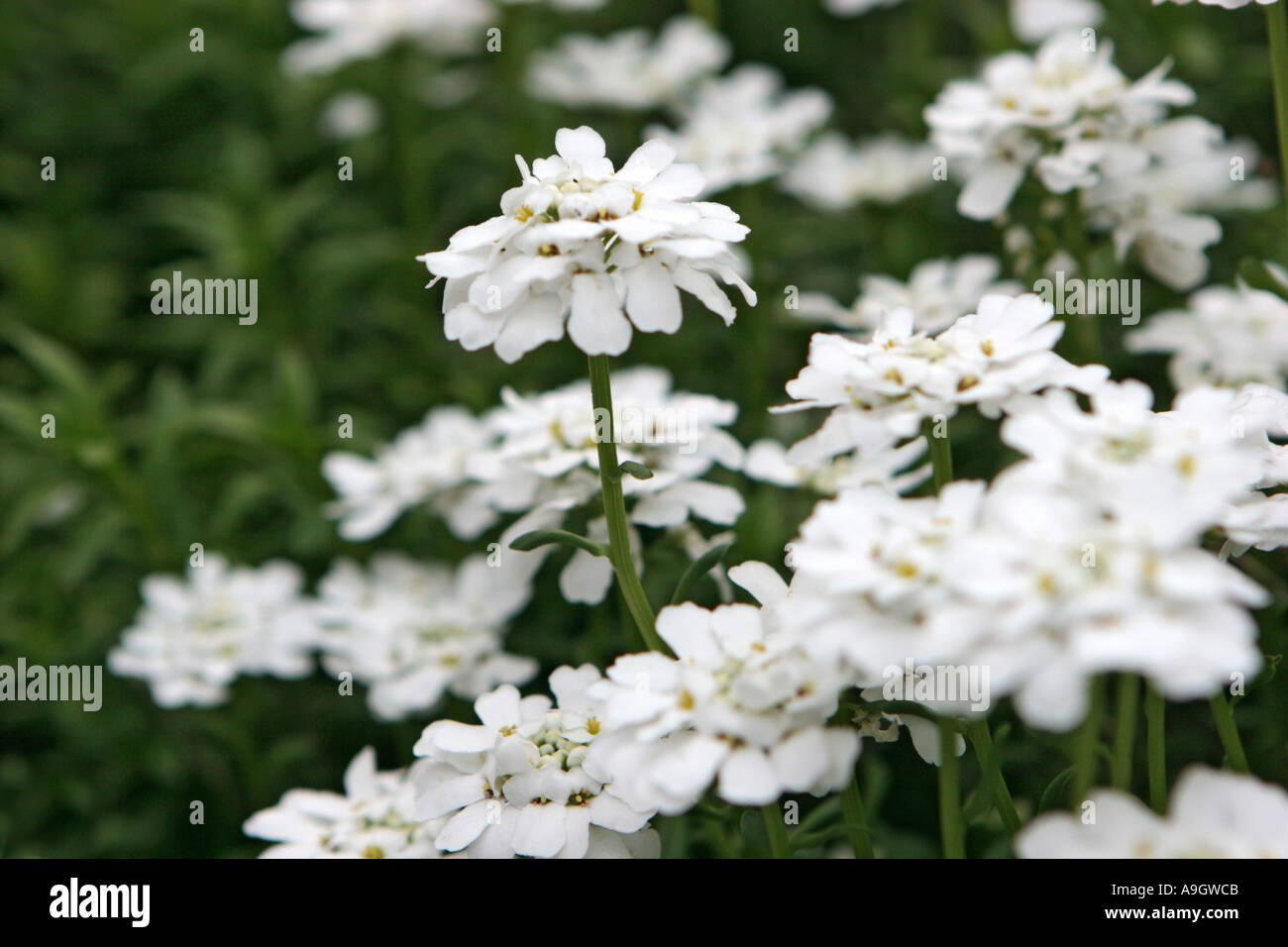 Evergreen candy tuft hi-res stock photography and images - Alamy