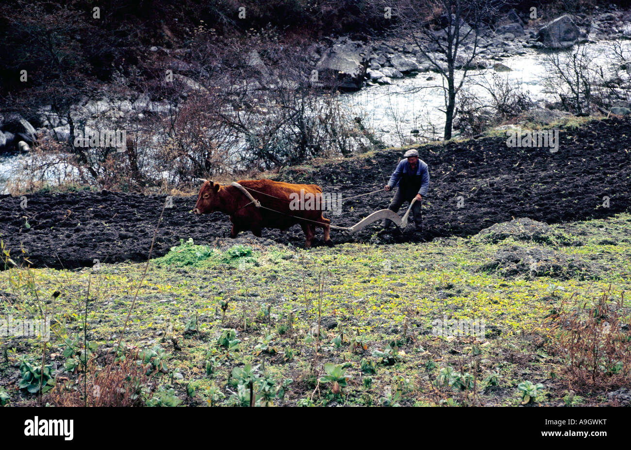 Chinese farmer ploughing field using cow,Wolong nature reserve,China ...