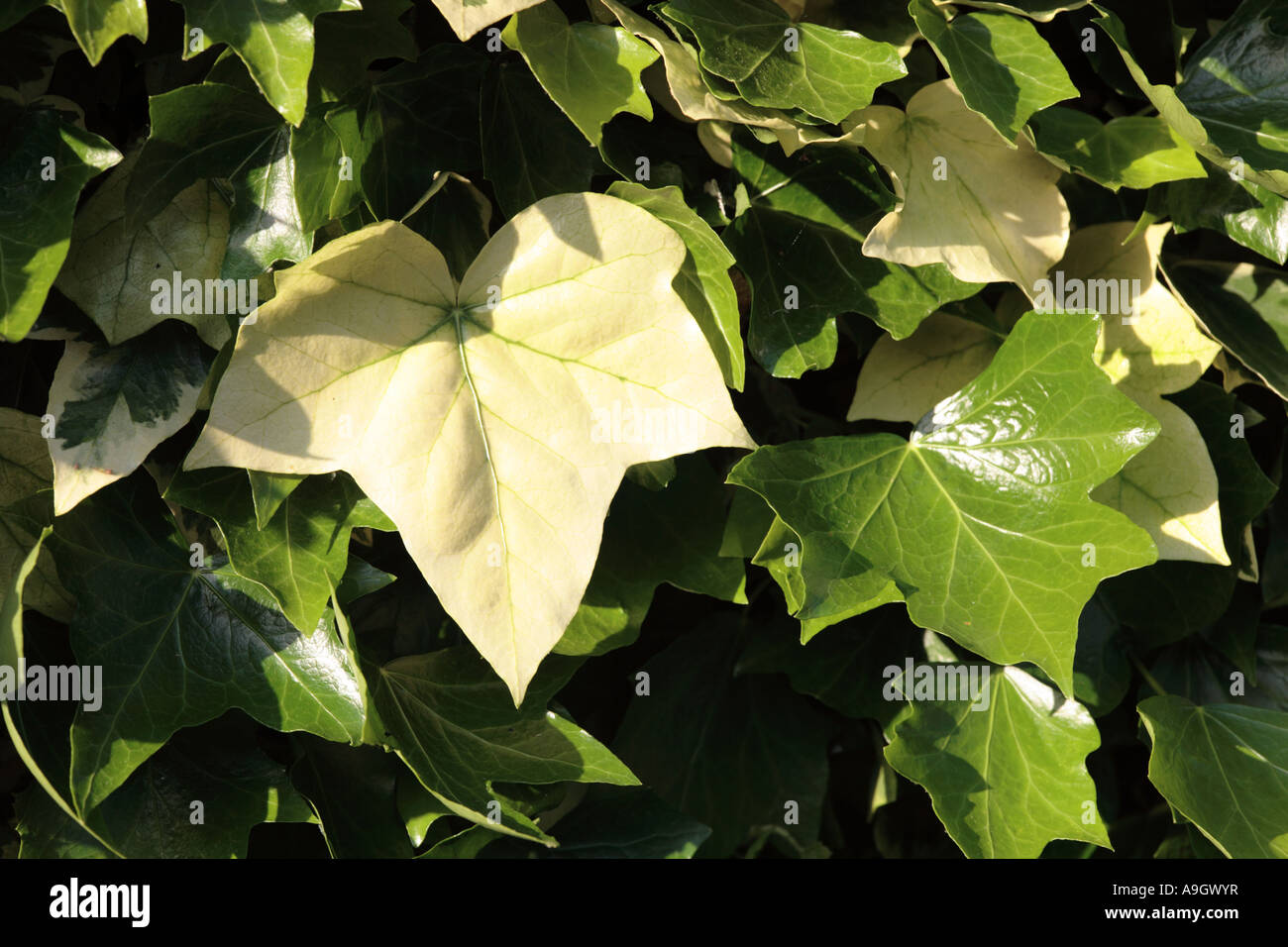 Variegated ivy patio hi-res stock photography and images - Alamy