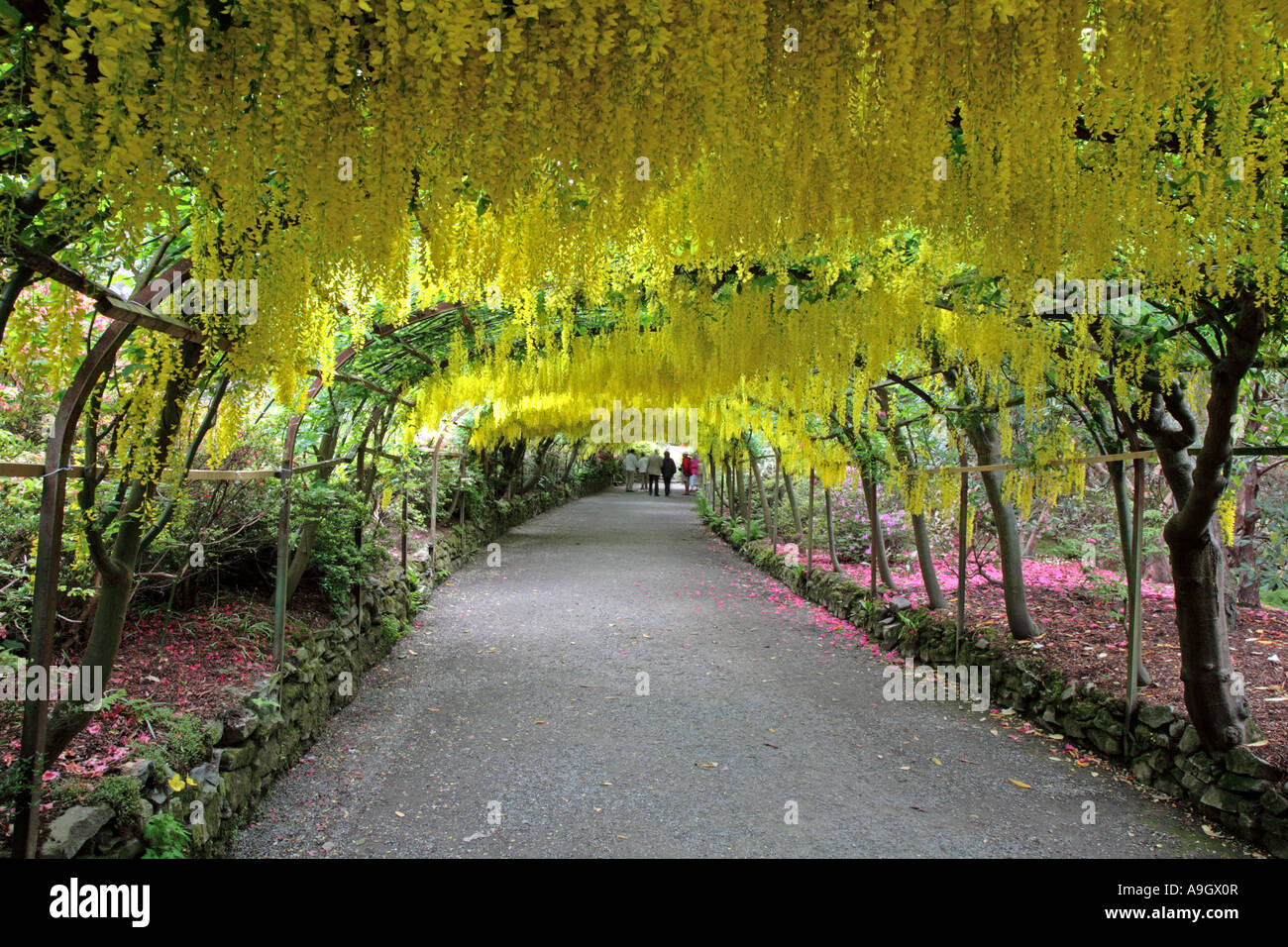 Laburnam Arch,Bodnant Gardens, Wales, Bodnant Gardens,, Gwynedd, Wales ...