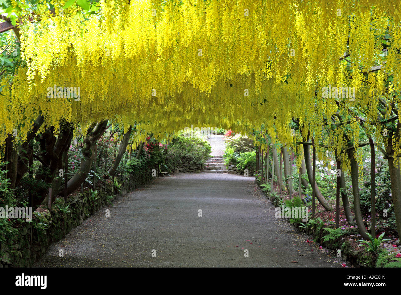 Bodnant laburnum arch hi-res stock photography and images - Alamy