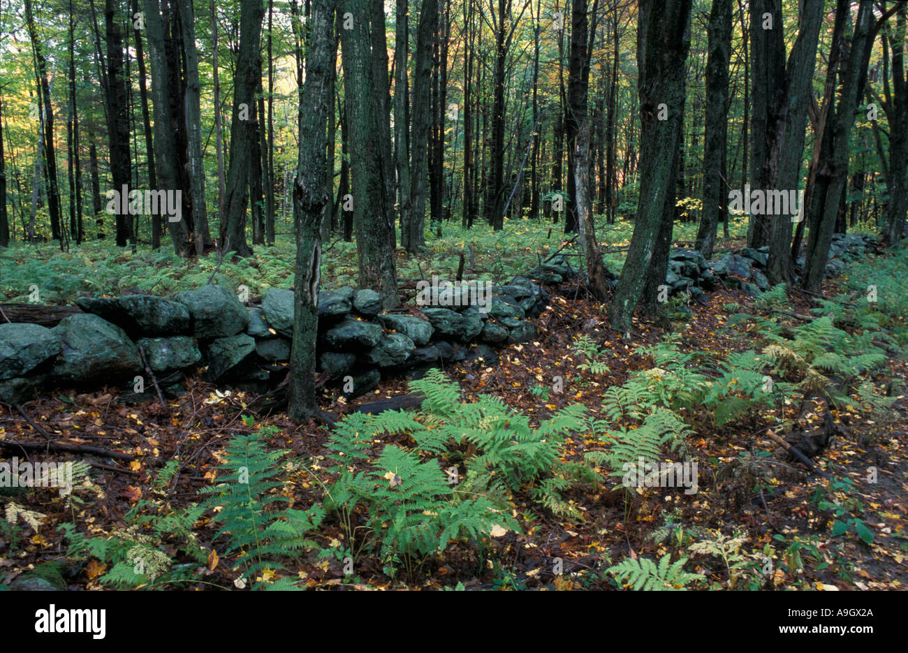 Fall in Vermont s Green Mountains Ferns and a stone wall on the ...