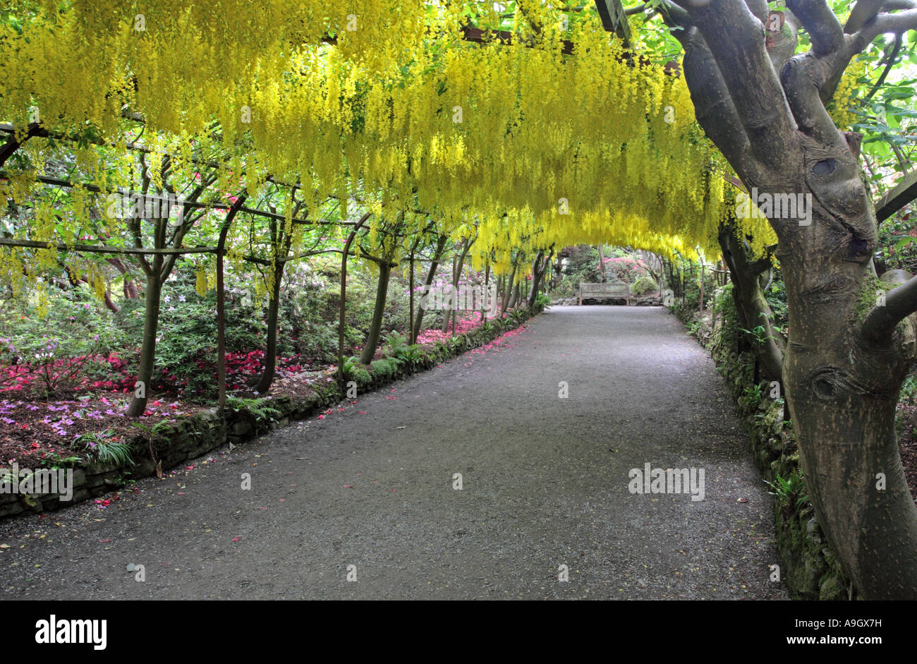 Laburnam Arch, Bodnant Gardens,Gwynedd, Wales, UK ,Europe, National ...