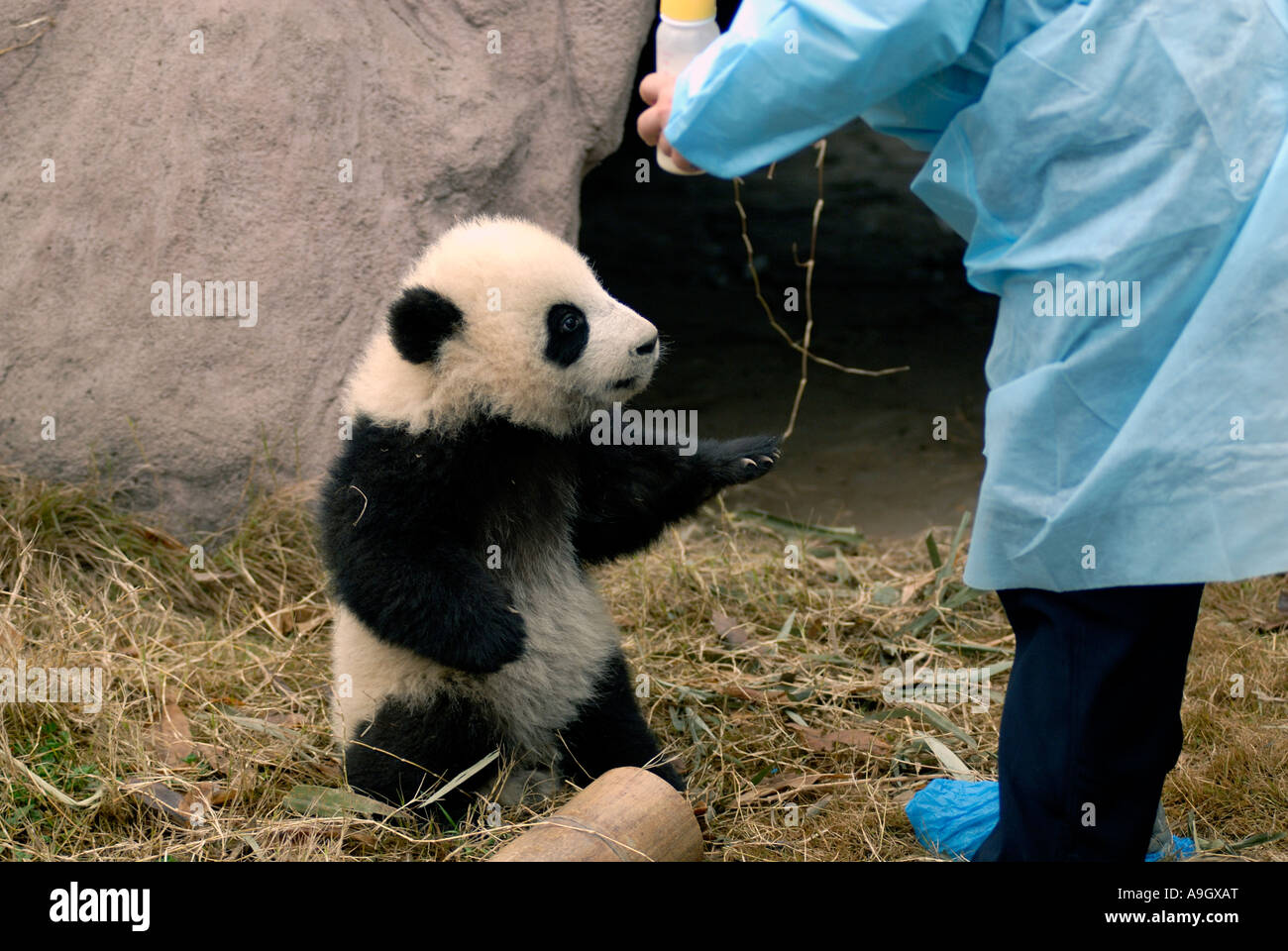 Panda cub milk hi-res stock photography and images - Alamy