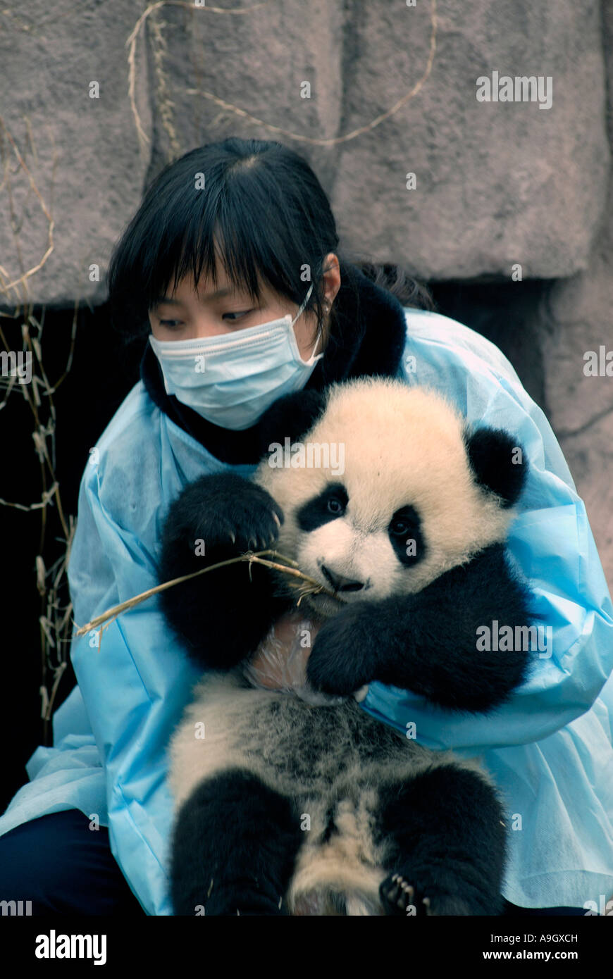 Giant panda cub being held by assistant vet at Chengdu Giant Panda ...