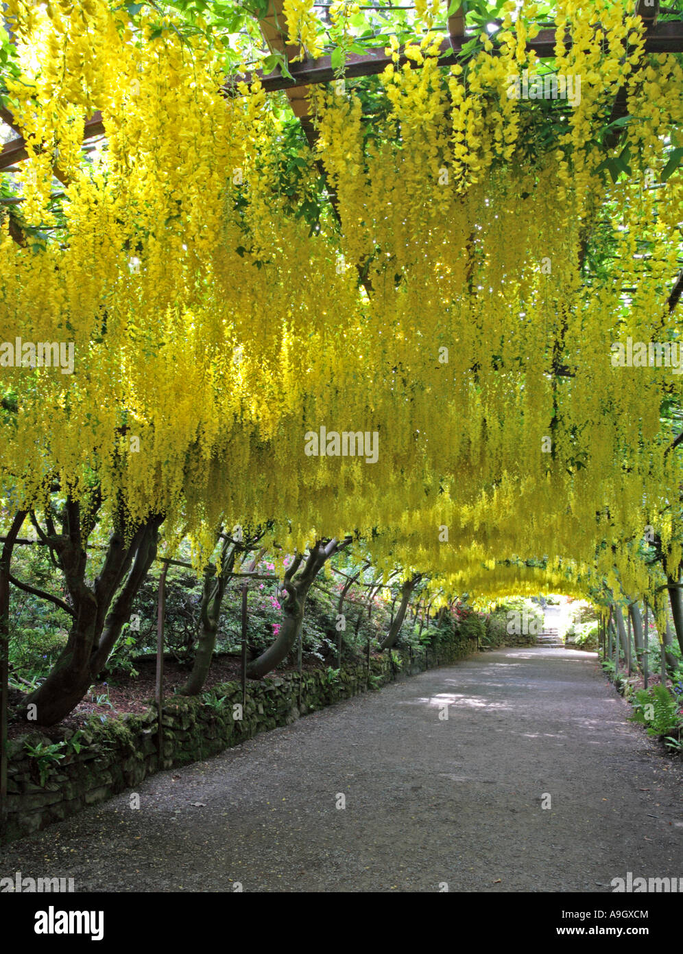 Bodnant gardens laburnum arch hi-res stock photography and images - Alamy