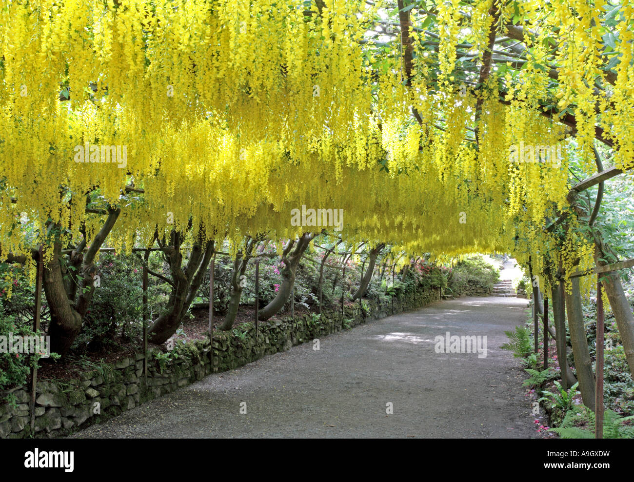 Laburnum Arch, Bodnant Gardens Stock Photo - Alamy