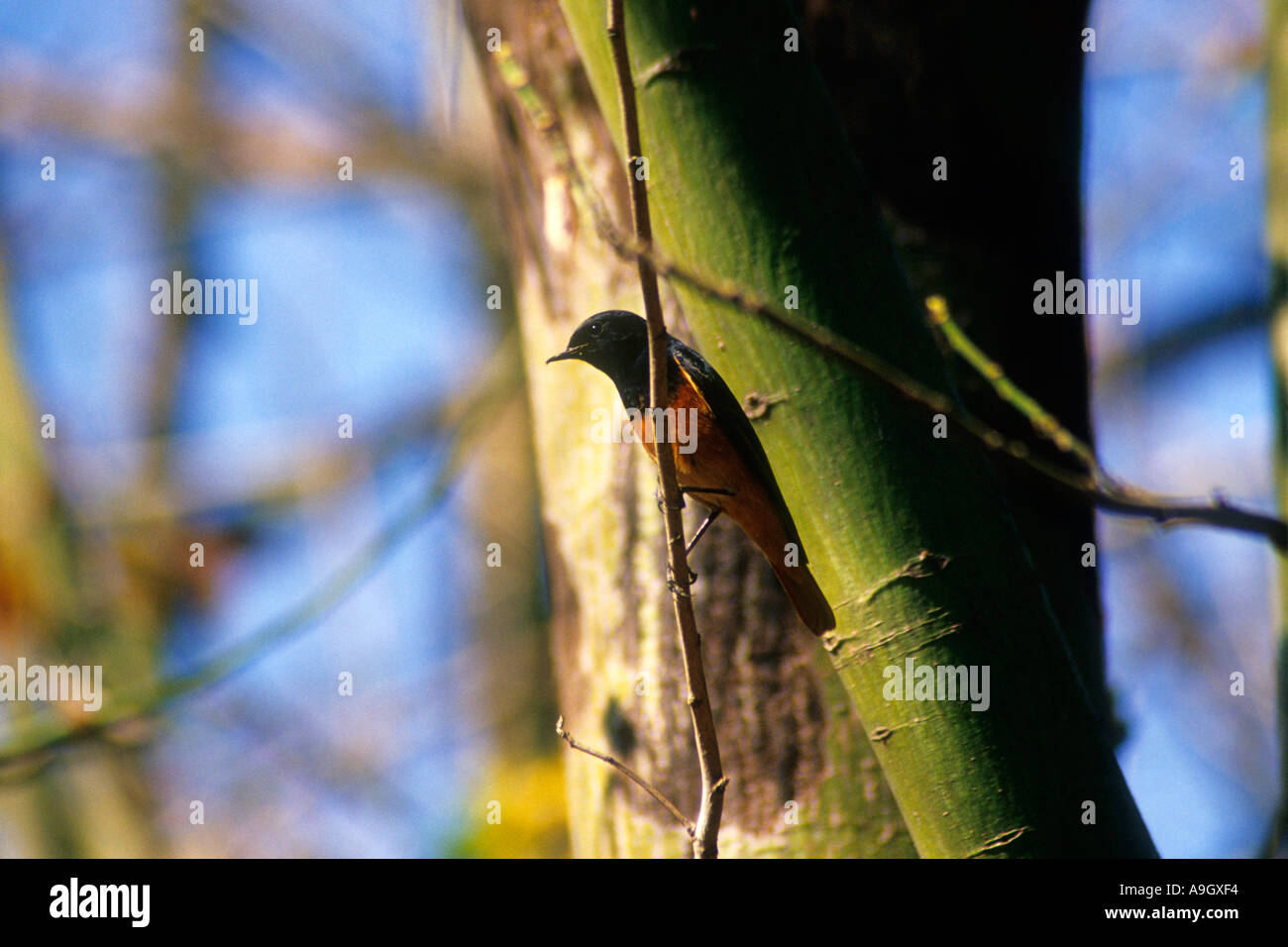 Minivet india hi-res stock photography and images - Alamy