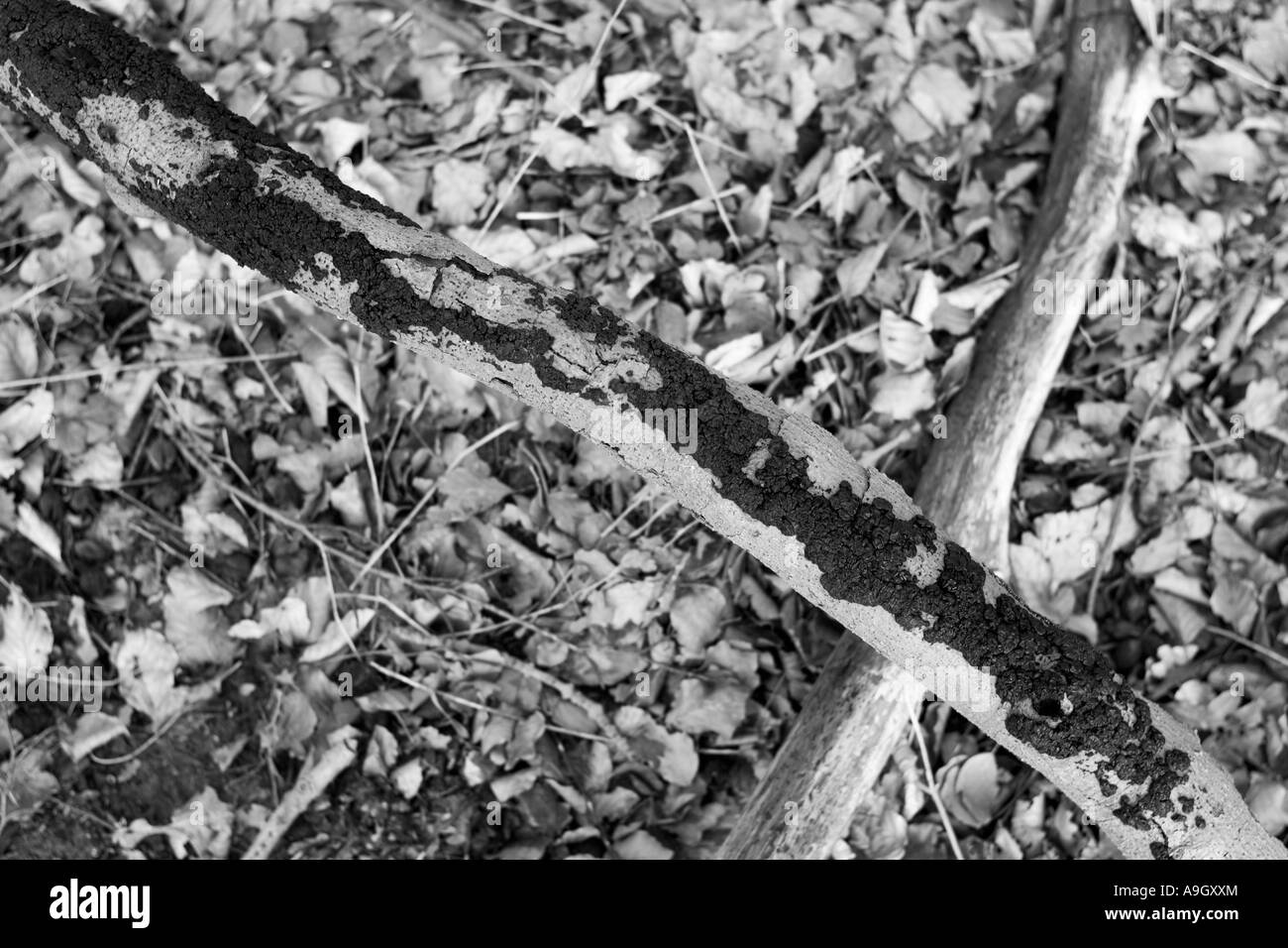 Sick horizontal Black and White Stock Photos & Images - Alamy