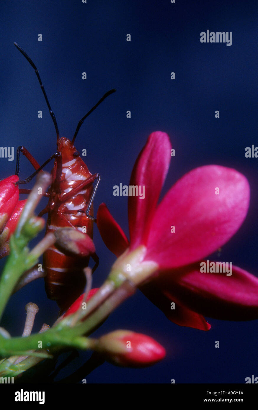 The assasin bug hi-res stock photography and images - Alamy