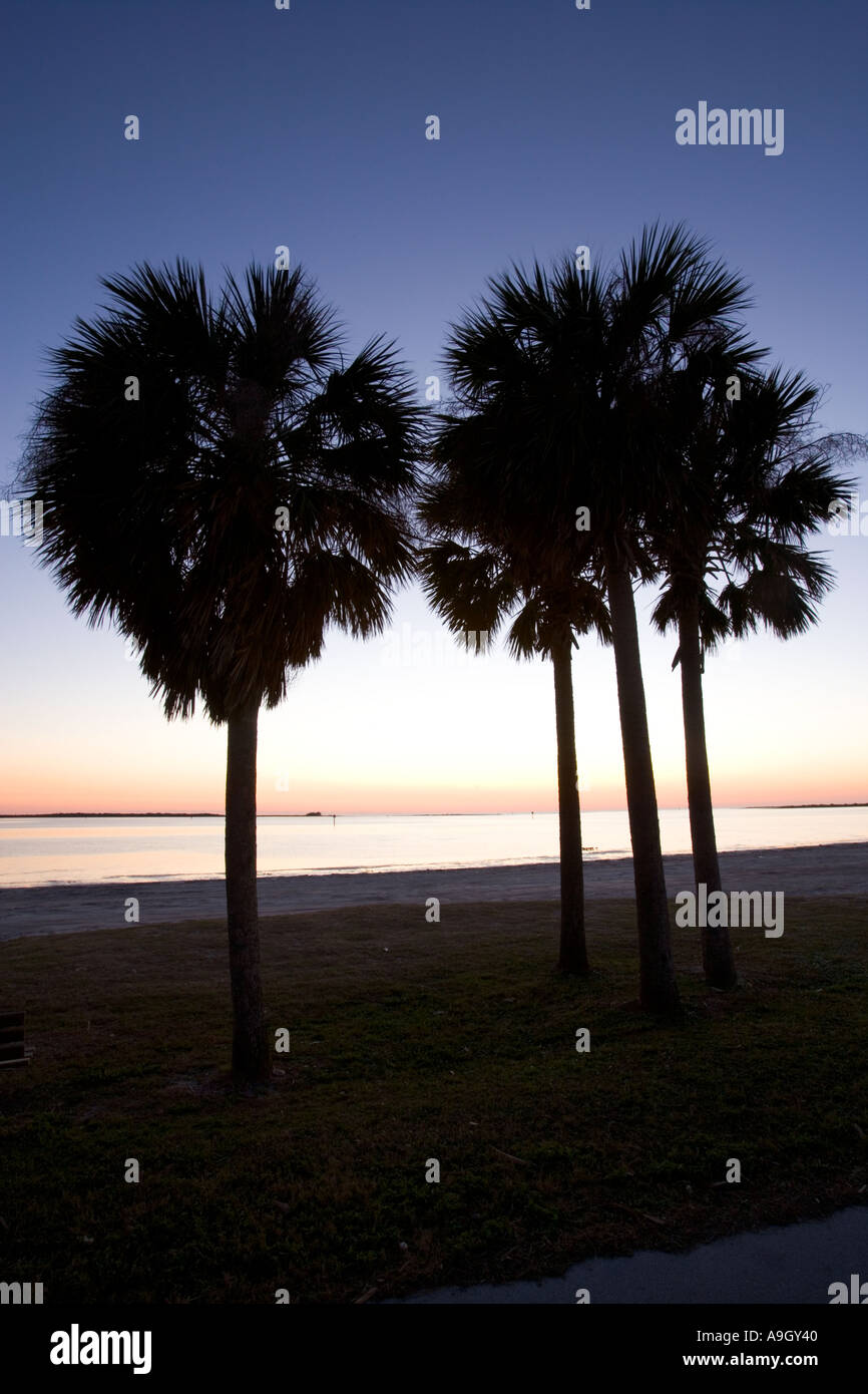 Palm trees along the Dunedin Causeway in Dunedin Florida at sunrise ...