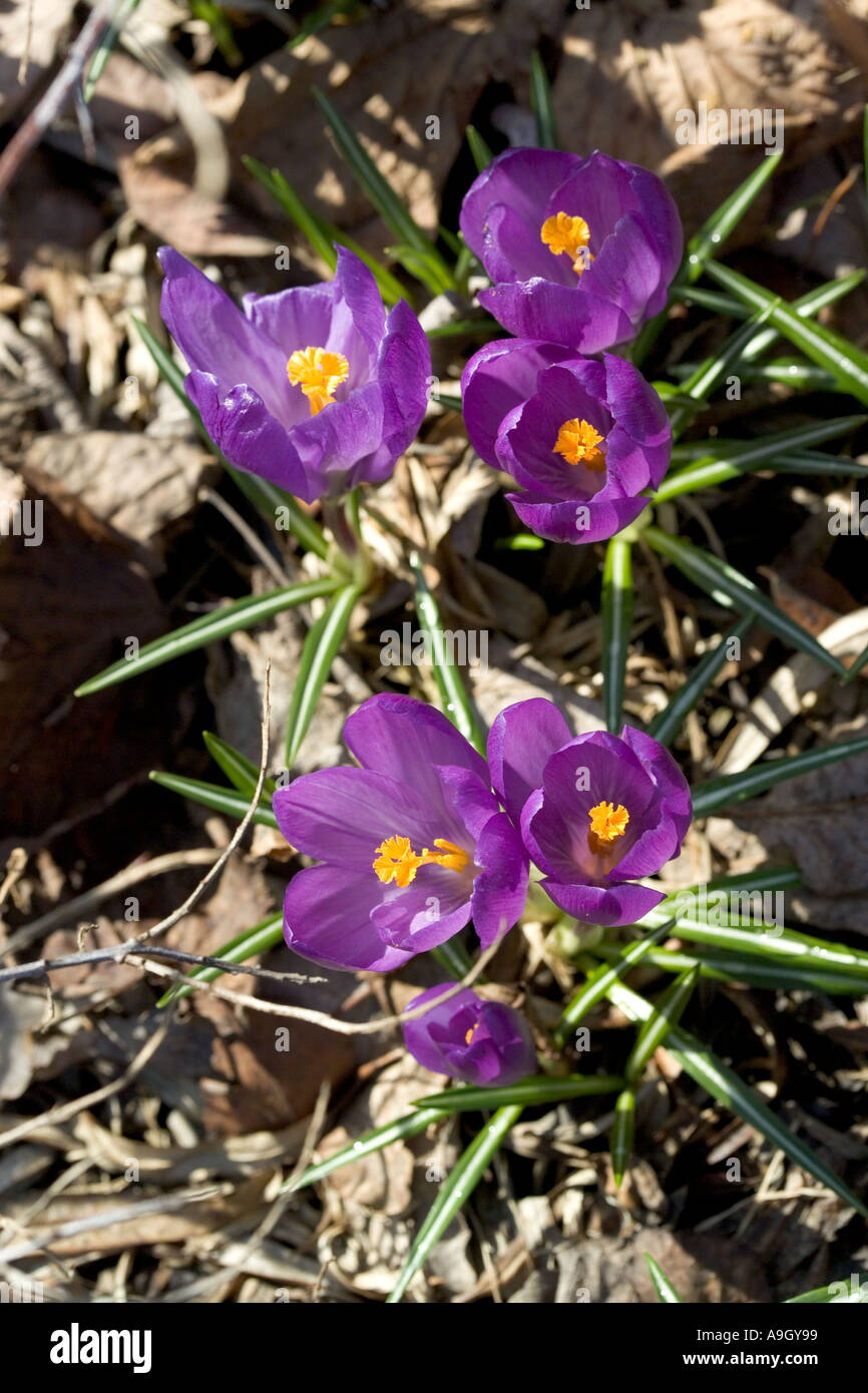 group of crocus flowers Stock Photo - Alamy