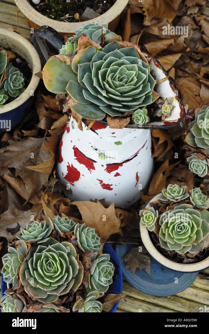 Plants growing in a jug and pots by a canal Stock Photo - Alamy