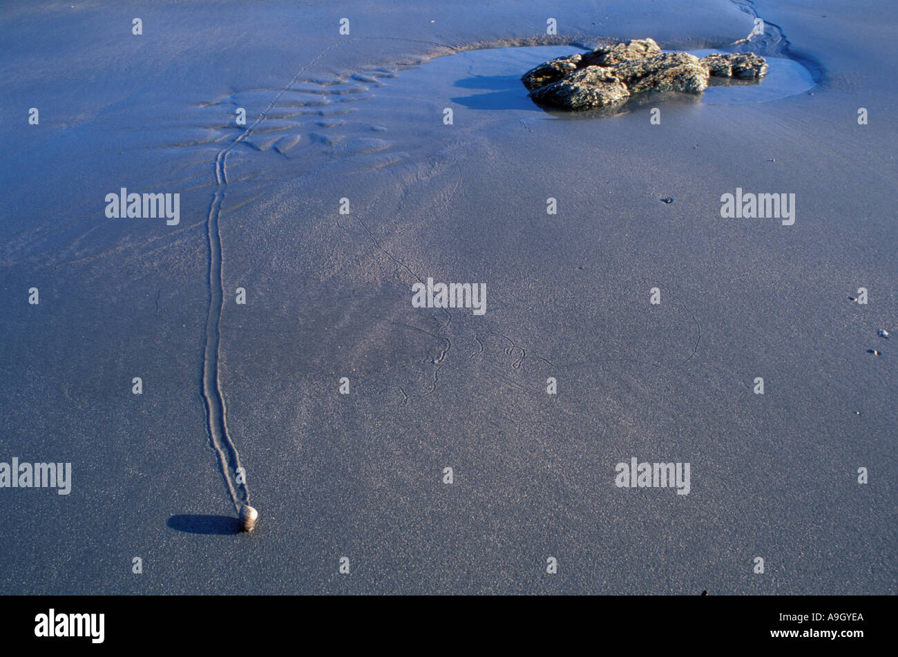 Sandy beach with tide pool and periwinkle Stock Photo - Alamy
