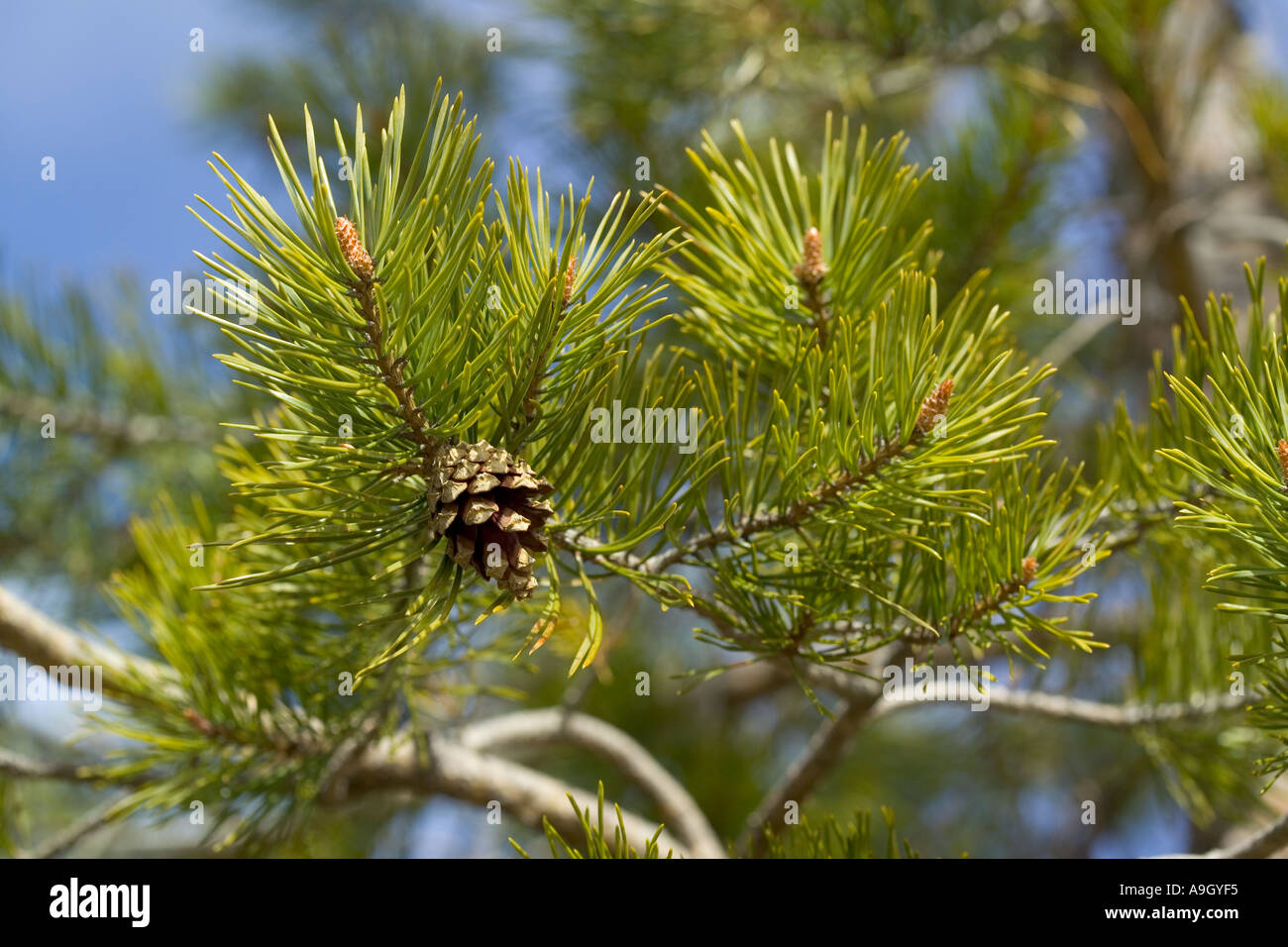 Cone pinus hi-res stock photography and images - Alamy