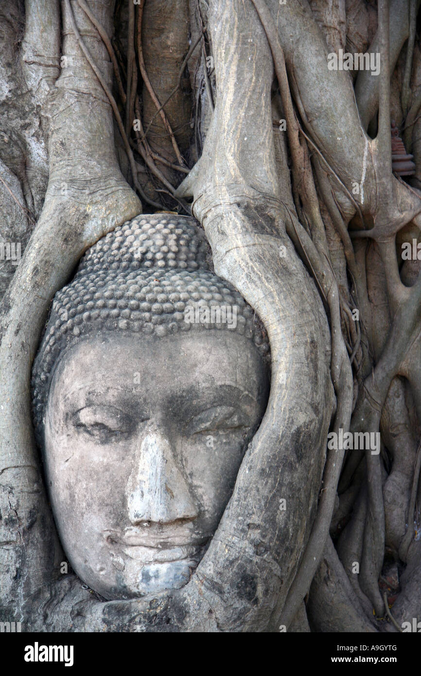 Buddha Head in Tree Wat Phra Mahathat Ayuthaya Stock Photo - Alamy