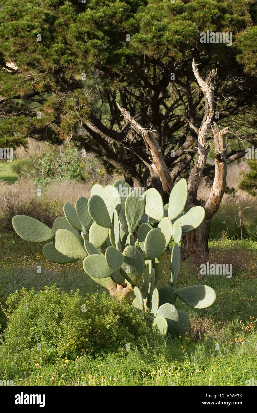 Cactus by large tree Stock Photo - Alamy