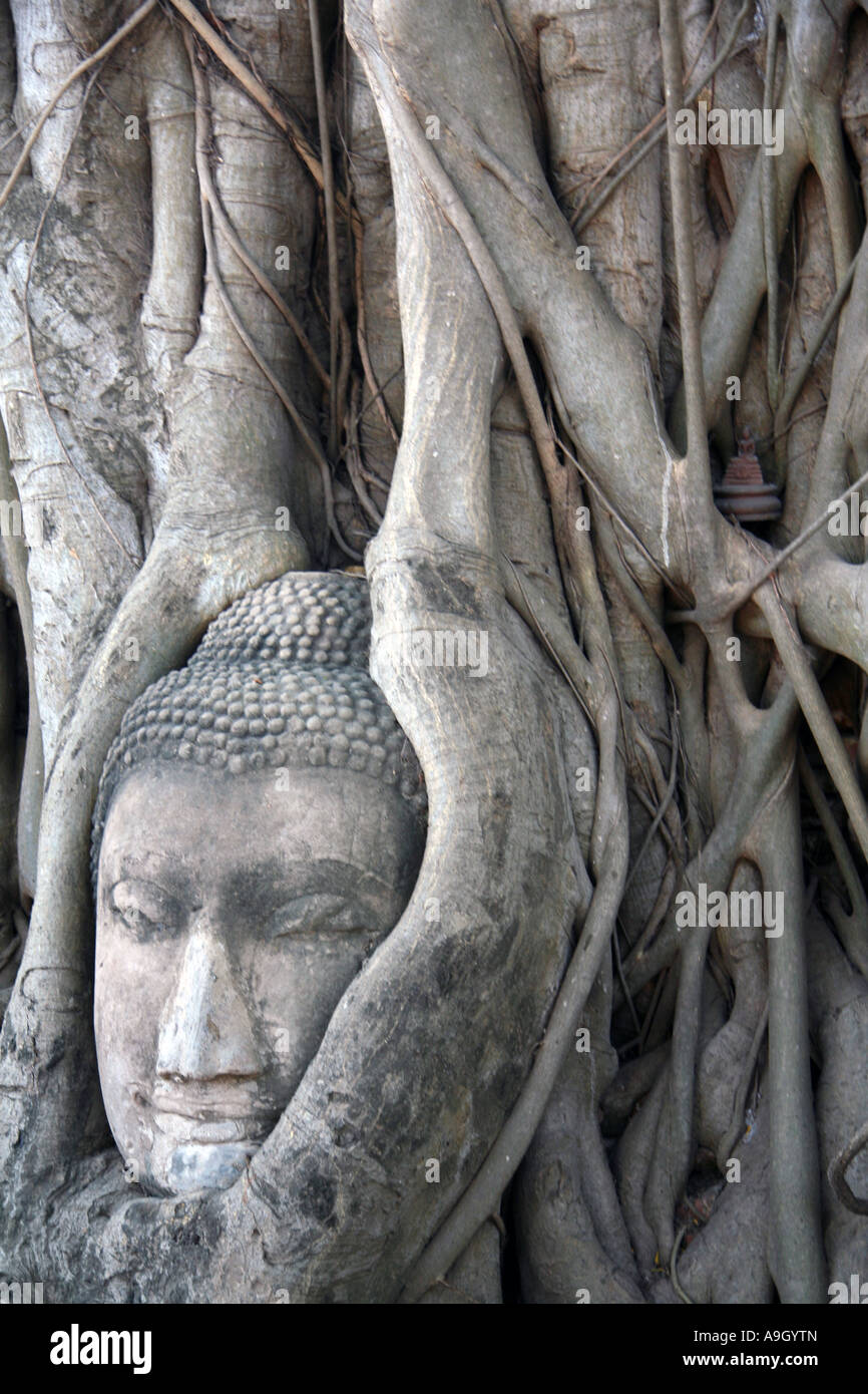 Buddha Head in Tree Wat Phra Mahathat Ayuthaya Stock Photo - Alamy