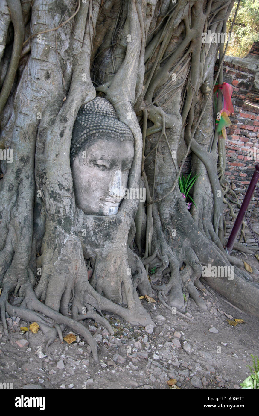 Buddha Head in Tree Wat Phra Mahathat Ayuthaya Stock Photo - Alamy