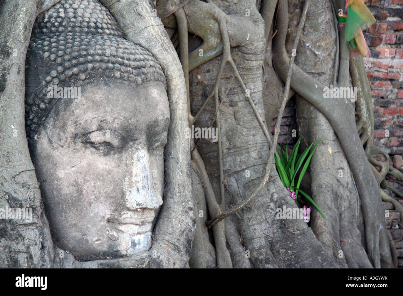 Buddha Head in Tree Wat Phra Mahathat Ayuthaya Stock Photo - Alamy