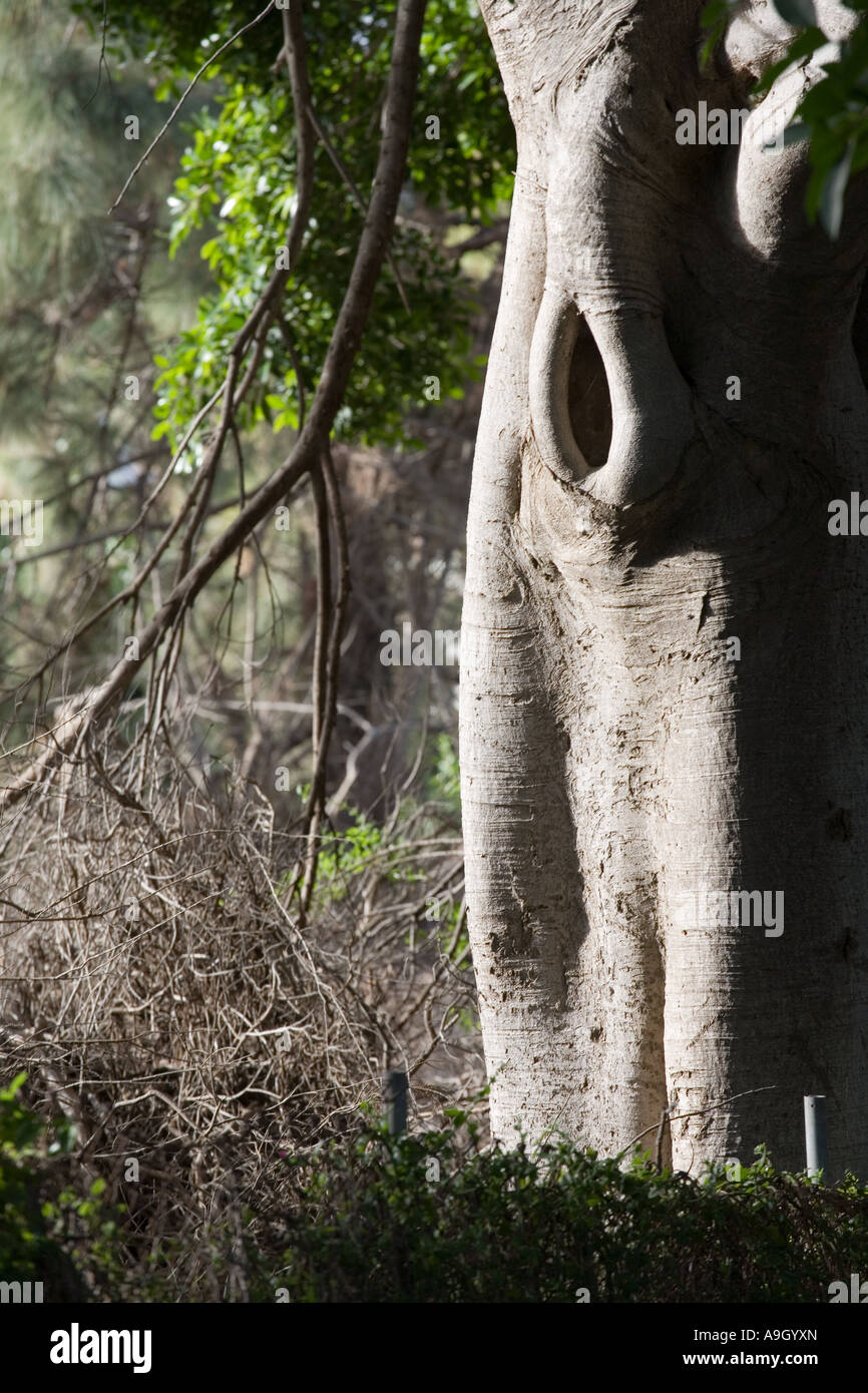 Large Laurel tree at sunset, Tenerife Stock Photo - Alamy