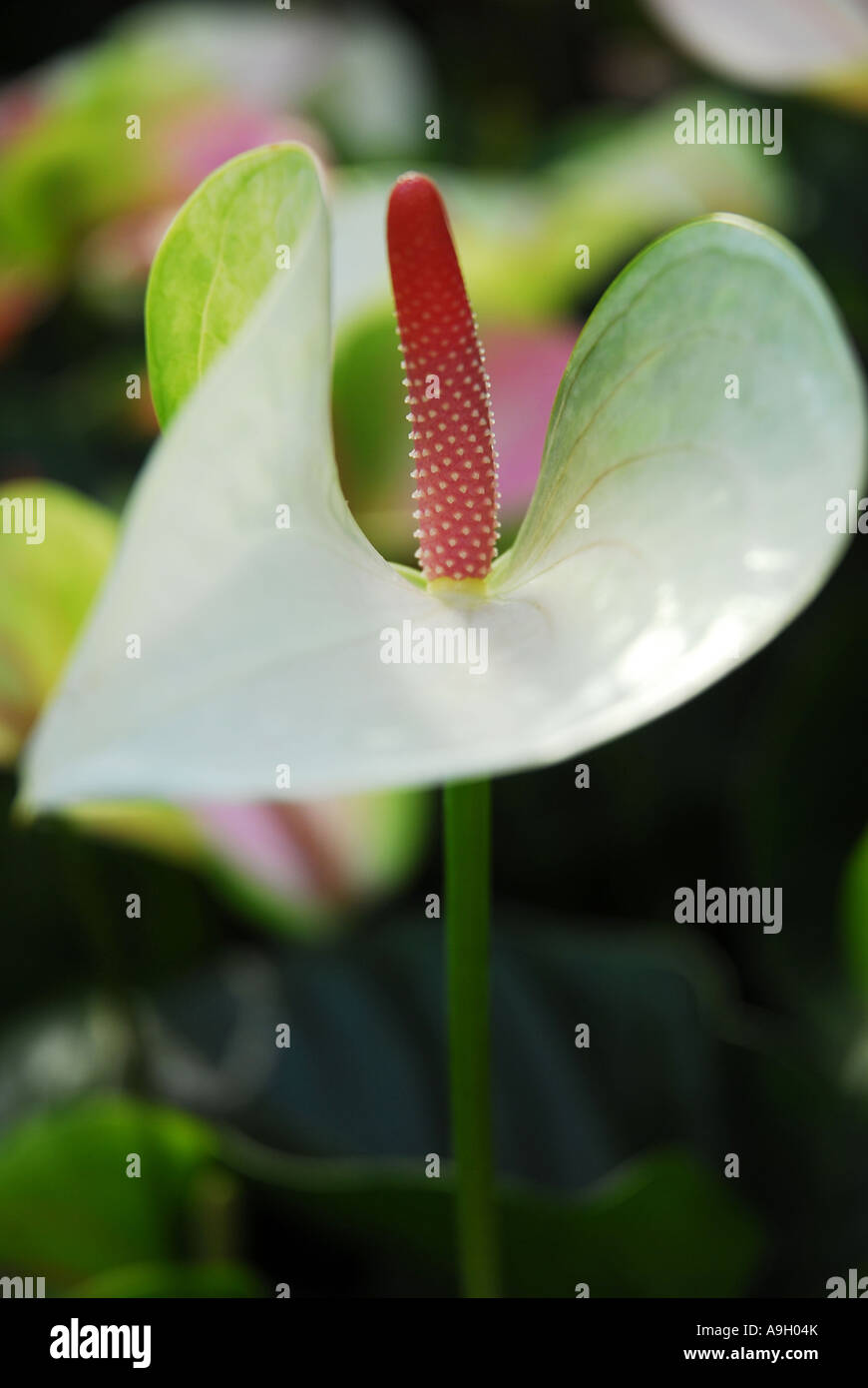 Plans and gardens hi-res stock photography and images - Alamy