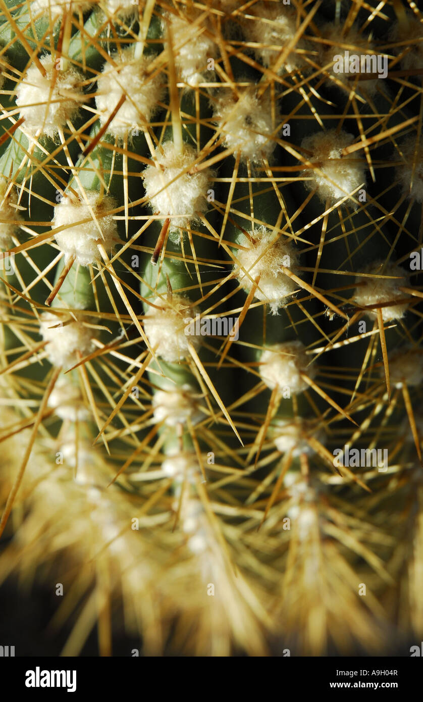 Cactus in Kew Gardens London Stock Photo - Alamy