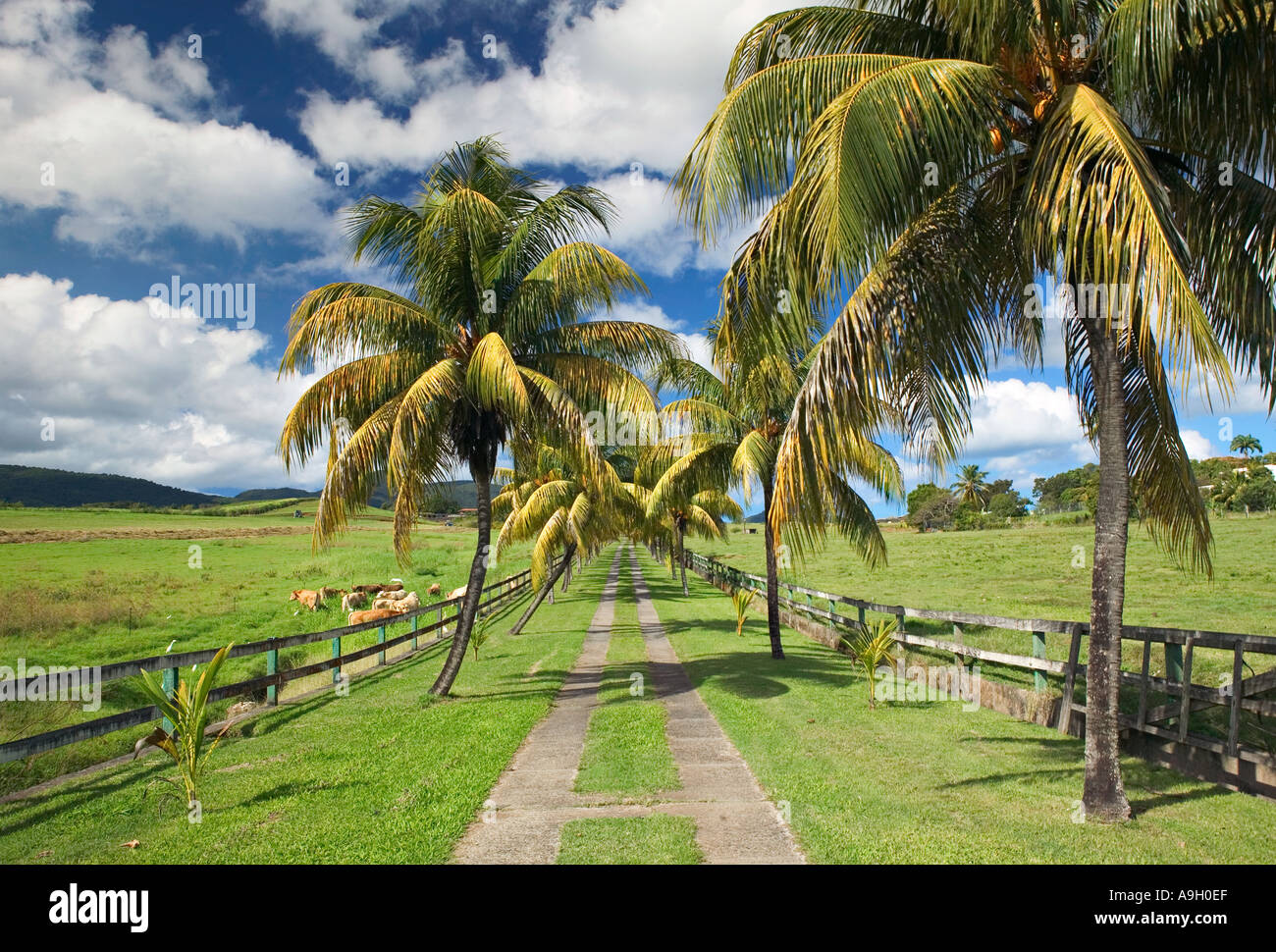 Sainte Rose, Basse Terre, Guadeloupe, French West Indies Stock Photo ...