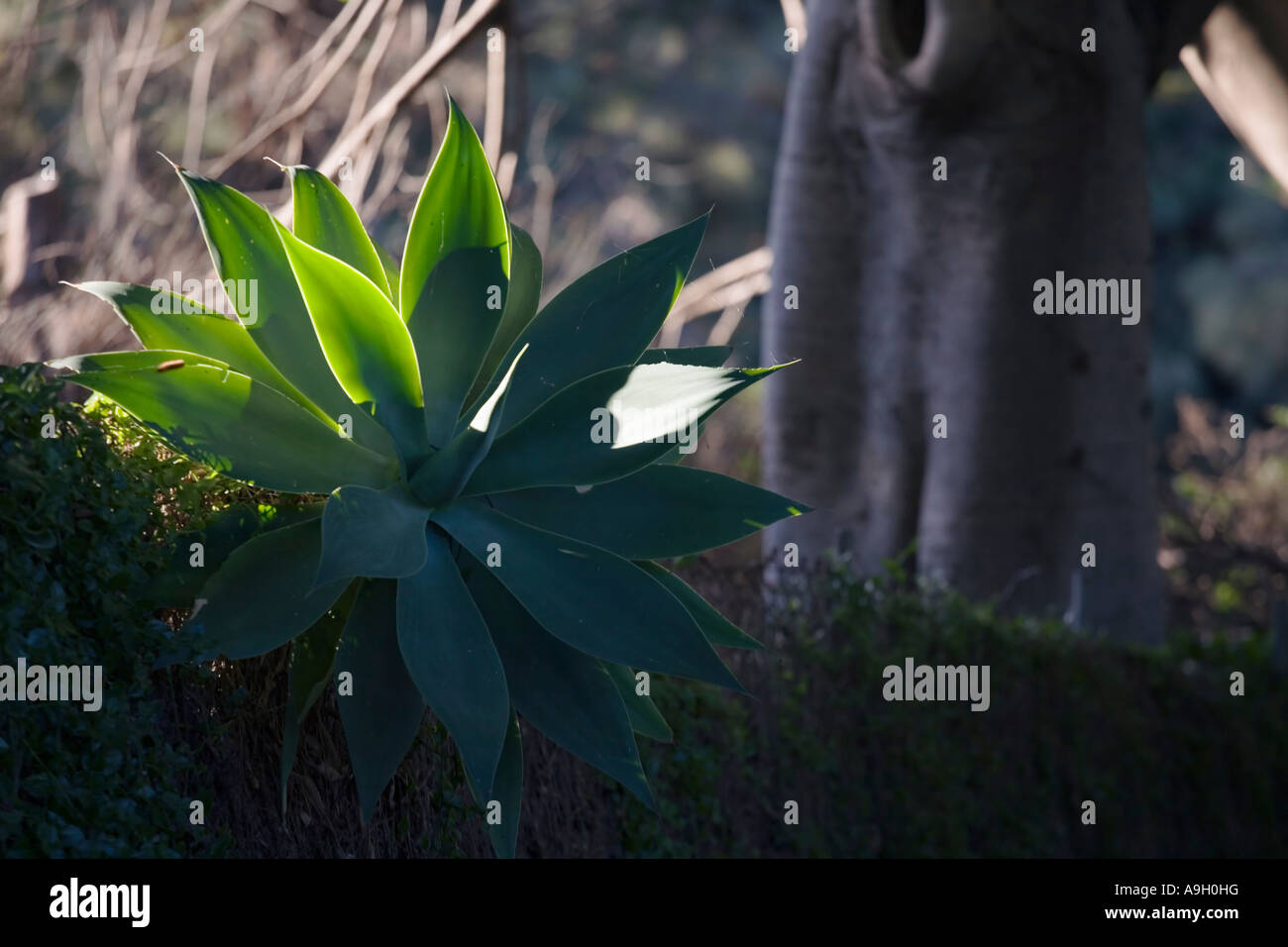 Pale Green plant,Tenerife Stock Photo - Alamy