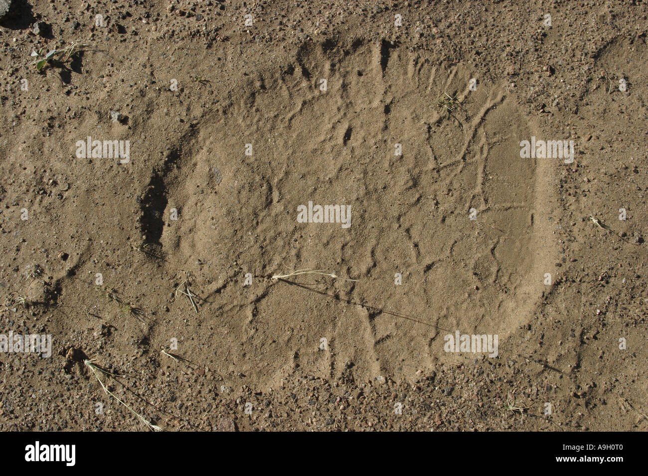 Elephant footprint hi-res stock photography and images - Alamy
