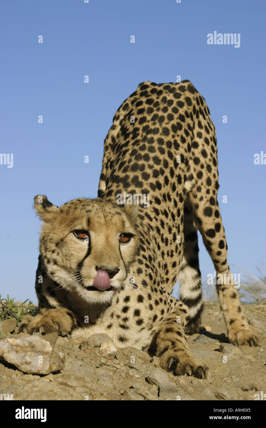 Cheetah stretch stretching hi-res stock photography and images - Alamy