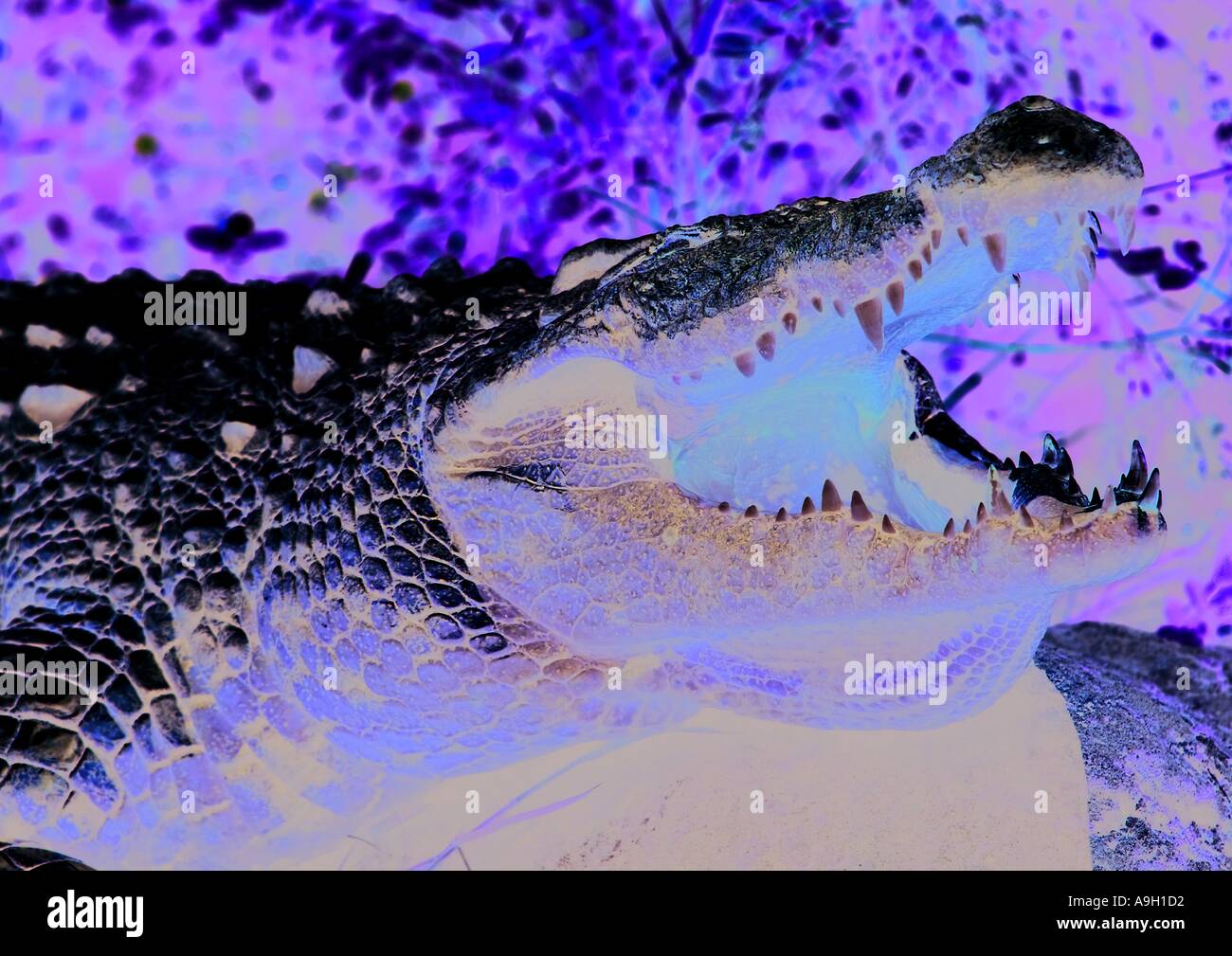 Crocodile attitude hi-res stock photography and images - Alamy