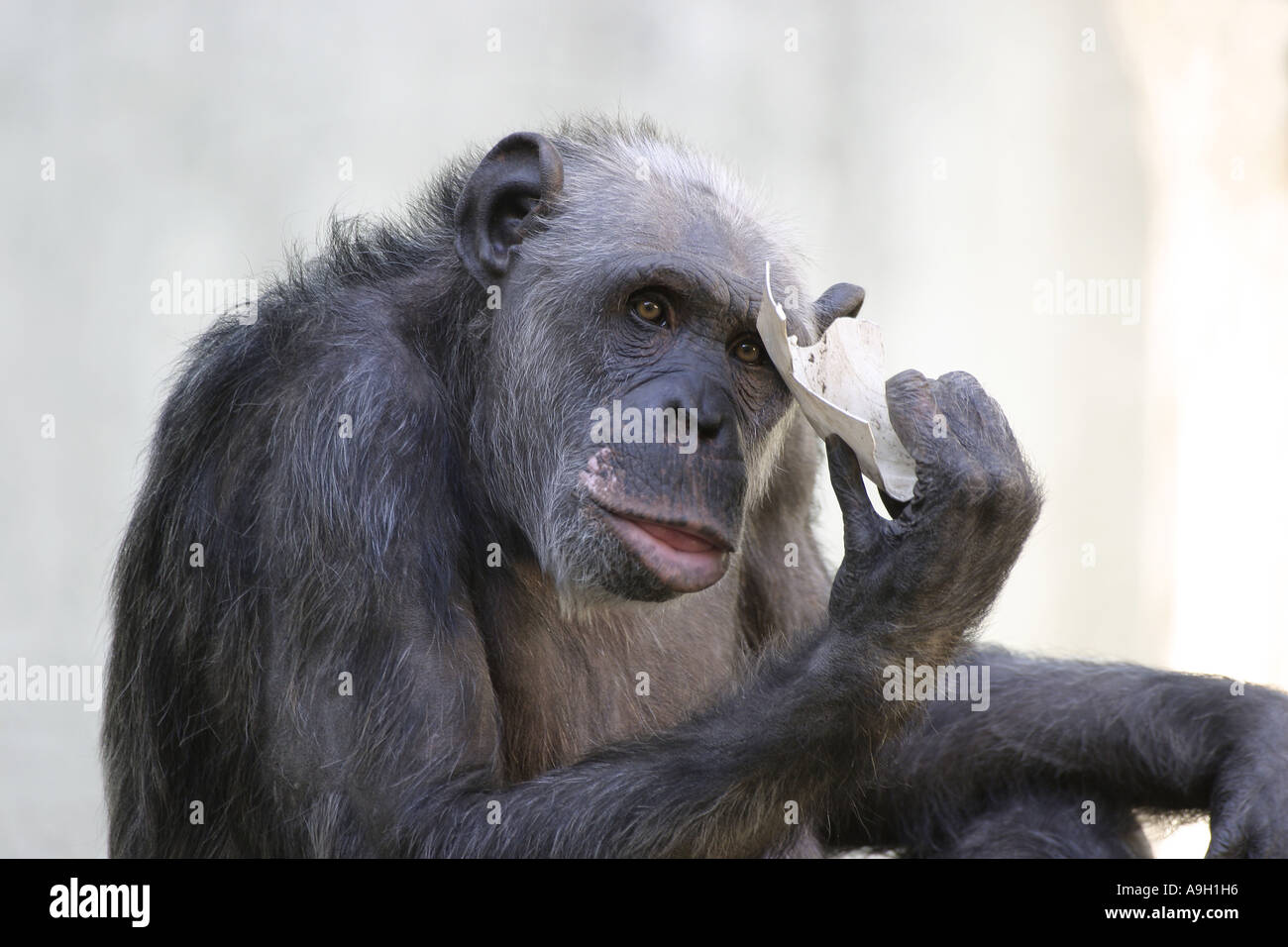 common chimpanzee (Pan troglodytes), scratching, Germany Stock Photo ...