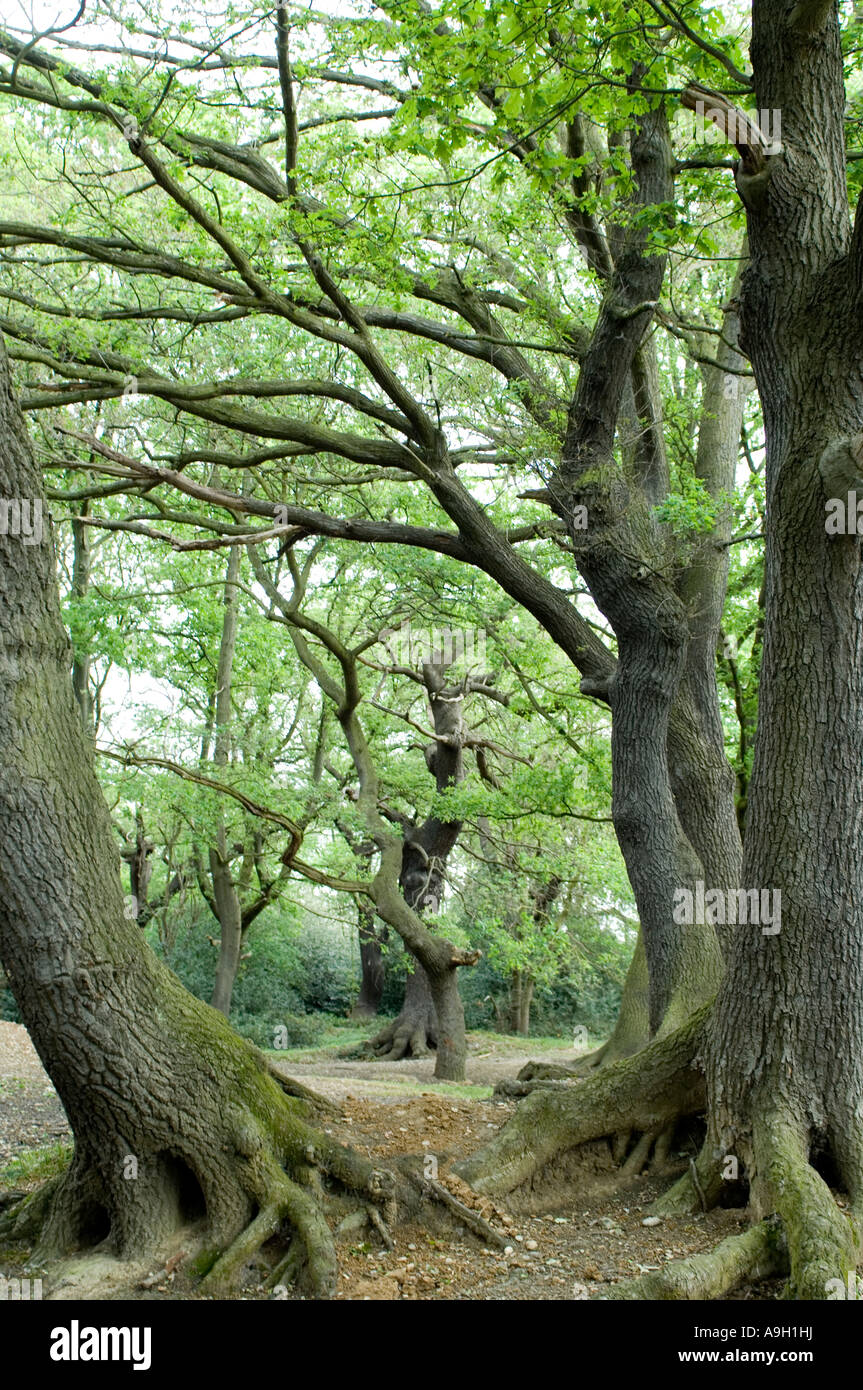 trees in Epping Forest Essex England 1 of 2 Stock Photo - Alamy
