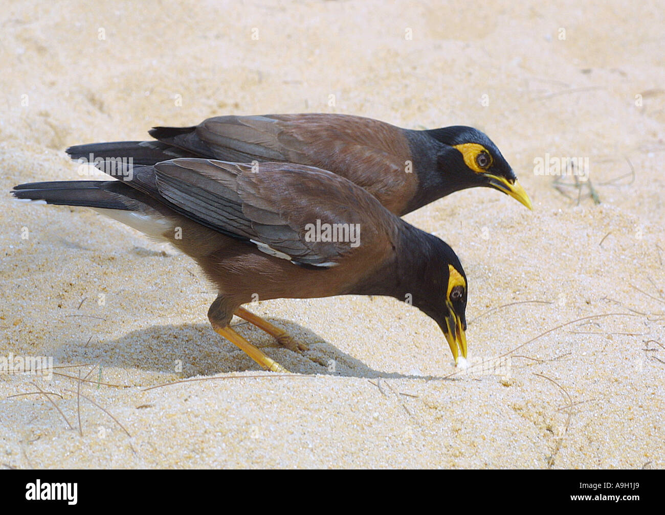 Common mynahs hi-res stock photography and images - Alamy