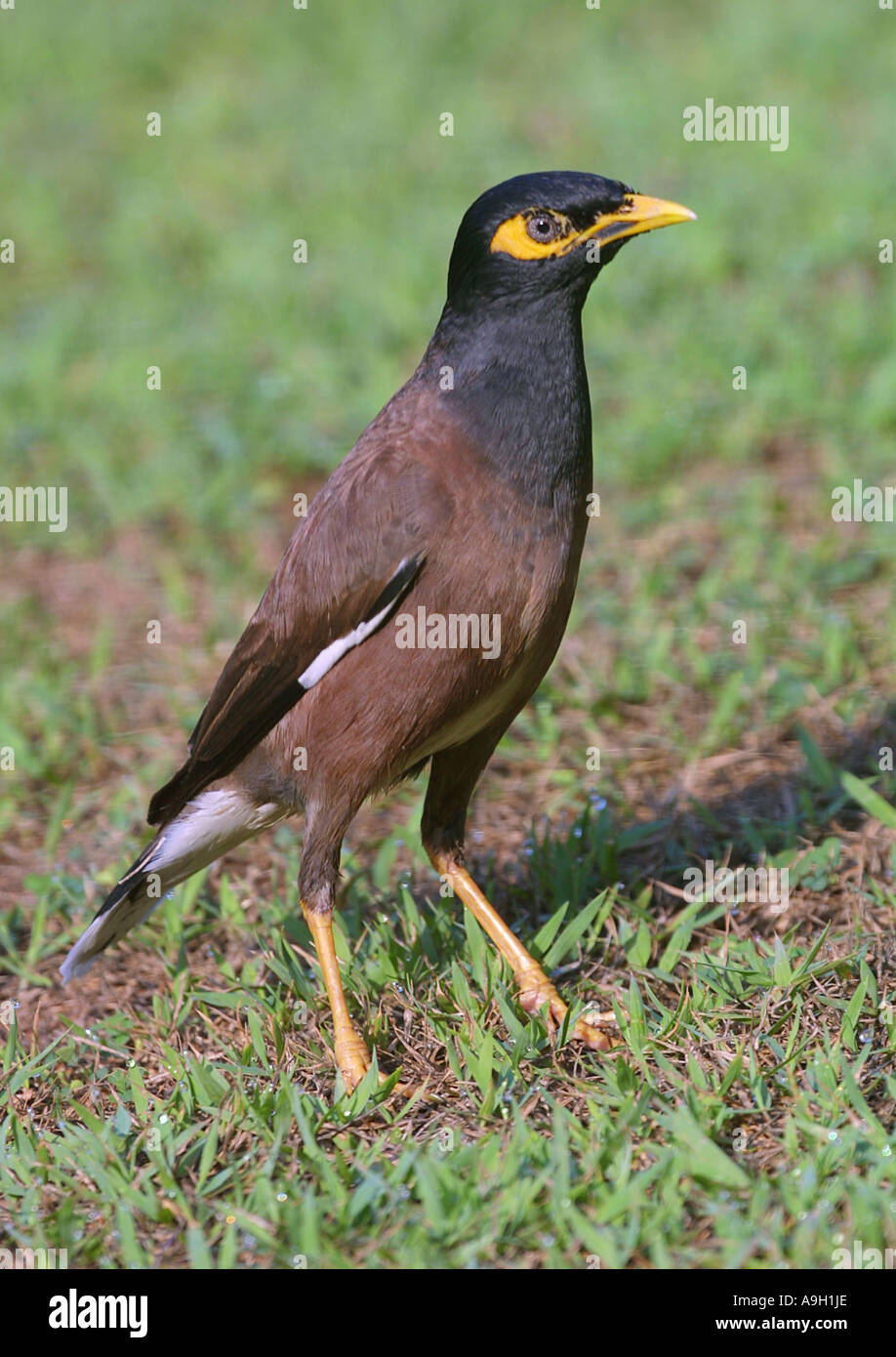 Common mynahs hi-res stock photography and images - Alamy