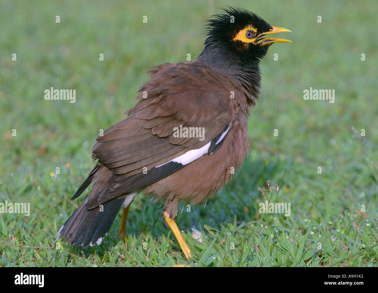 Common mynahs hi-res stock photography and images - Alamy